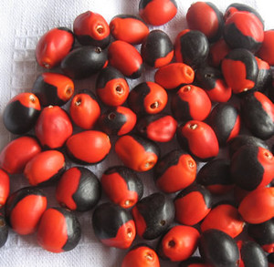 What are HUAYRURO SEEDS? Cientifically known as ORMOSIA COCCINEA – Two ...