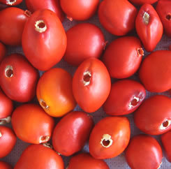 What are HUAYRURO SEEDS? Cientifically known as ORMOSIA COCCINEA – Two ...